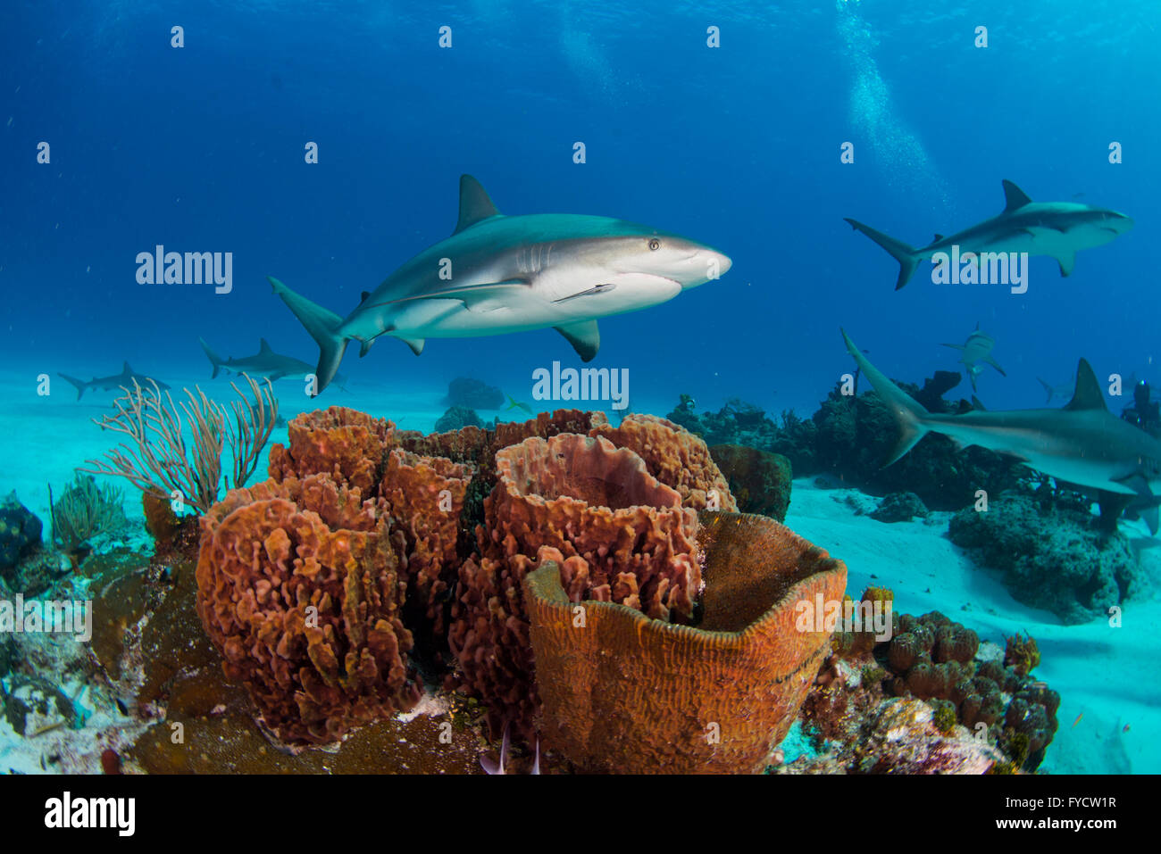 Coral Reef Great White Sharks