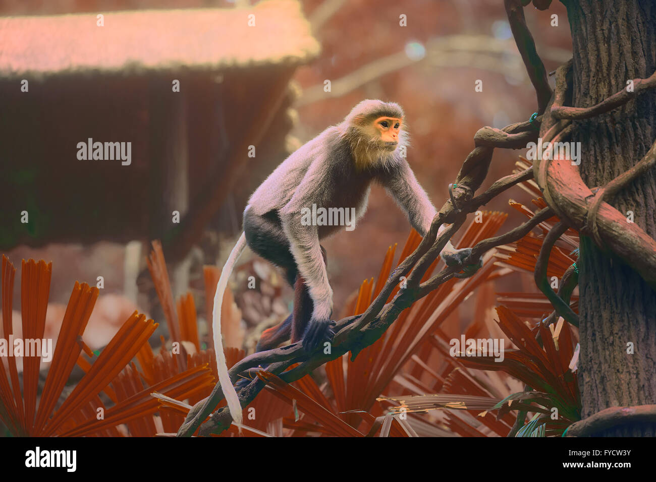 Multi-coloured monkey with orange-coloured face , Douc Langur Stock ...