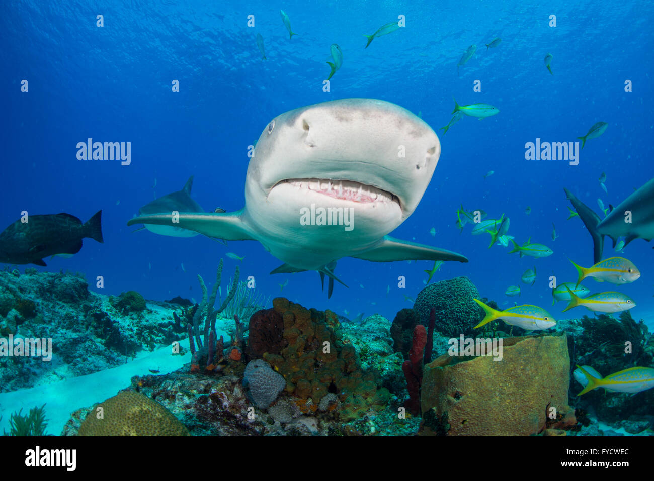 Caribbean reef shark, Carcharhinus perezi, swimming over coral reefs ...