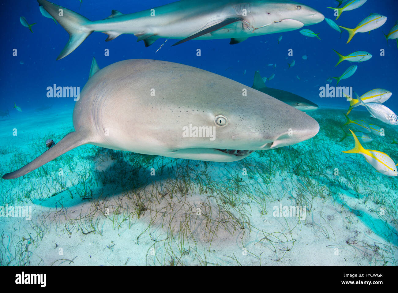 Yellowtail snapper side hi-res stock photography and images - Alamy