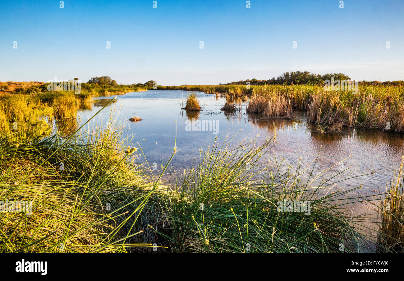 Witjira National Park, Simpson Desert, Purni Bore wetlands, South ...