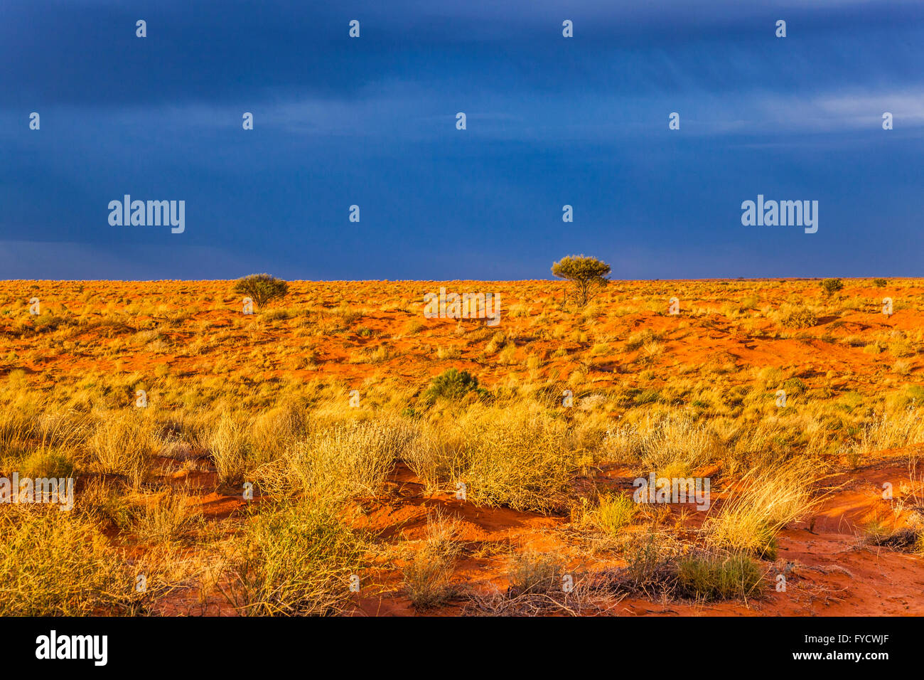 red dunes of the Simpson Desert at Witjira National Park, South ...