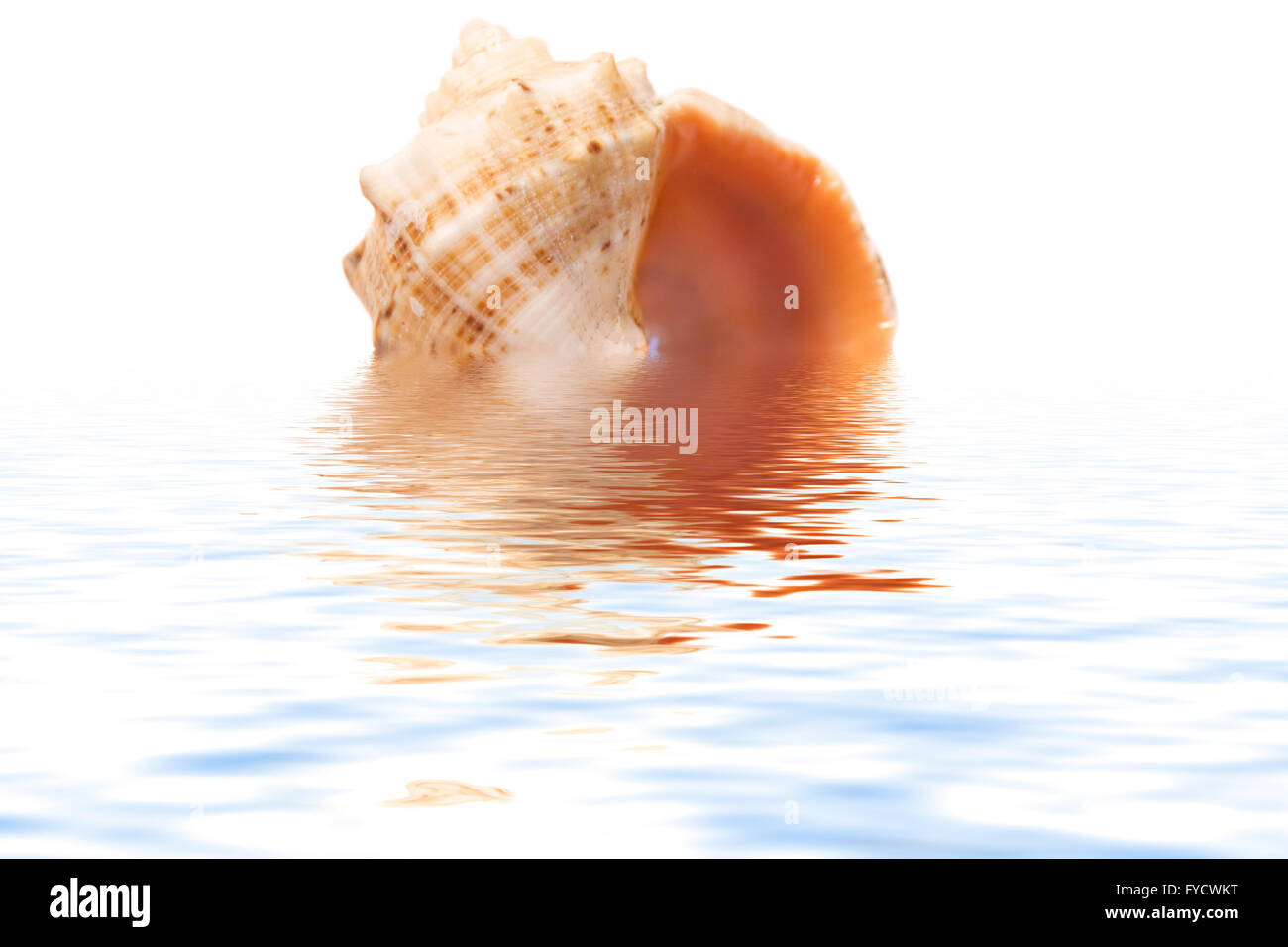 Curled brown shell hi-res stock photography and images - Alamy