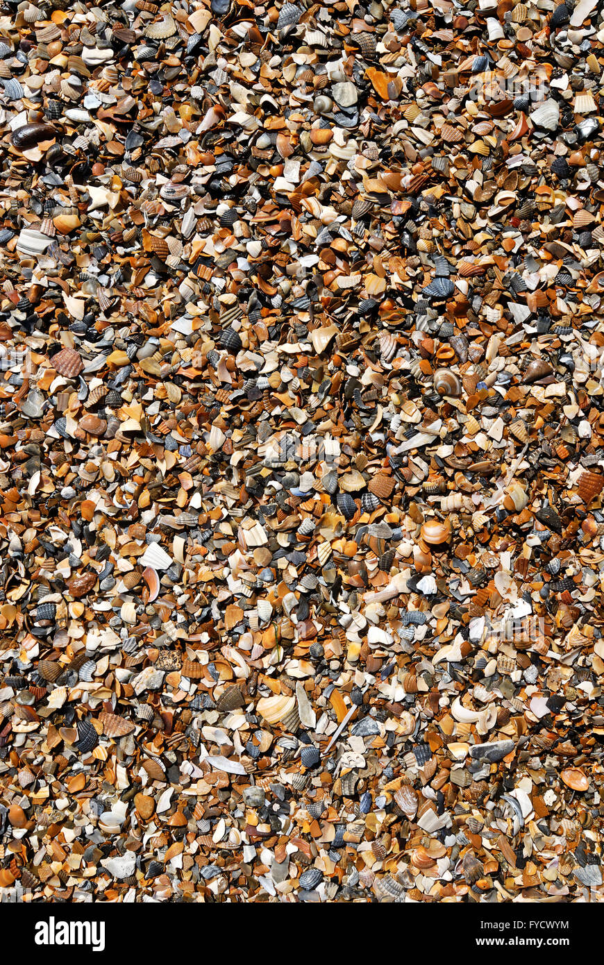 Sand and shells on the beach Stock Photo - Alamy