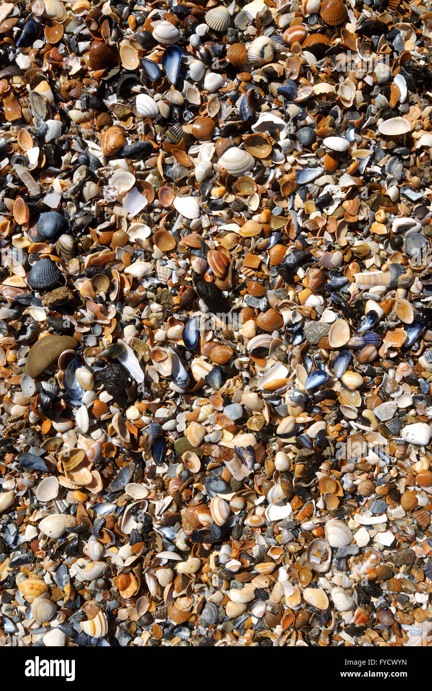Sand and shells on the beach Stock Photo - Alamy