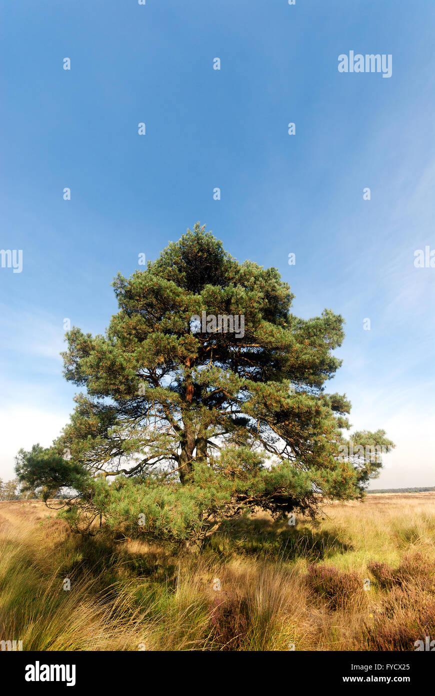 Solitaire tree hi-res stock photography and images - Alamy