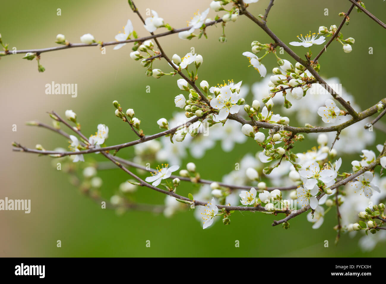 Blossoming tree spring with very shallow focus background or backdrop ...