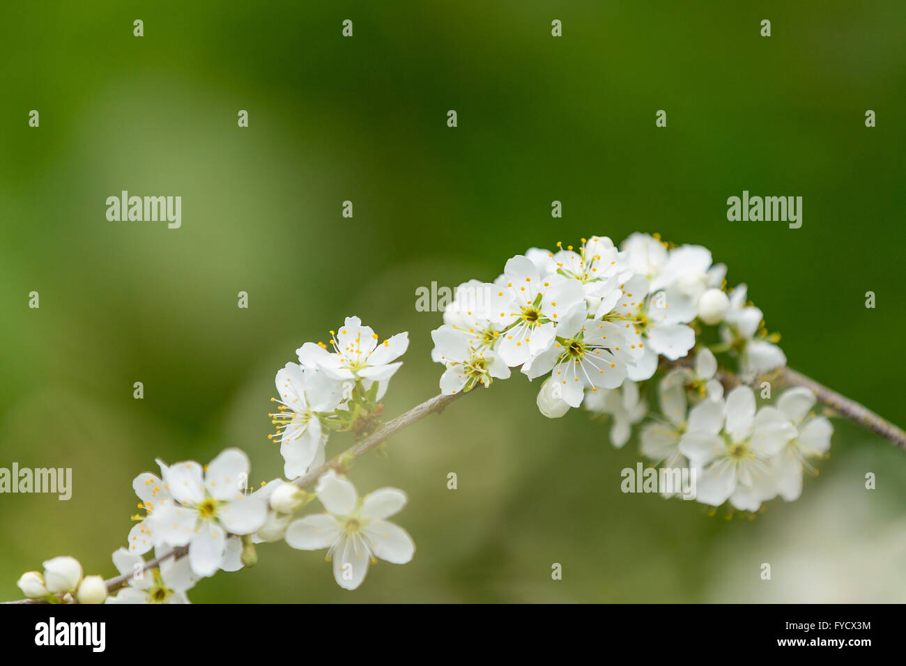 Blossoming tree spring with very shallow focus background or backdrop ...
