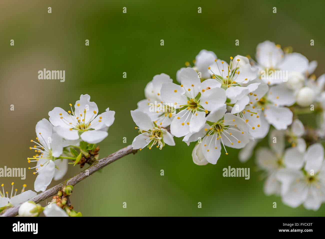 Blossoming tree spring with very shallow focus background or backdrop ...
