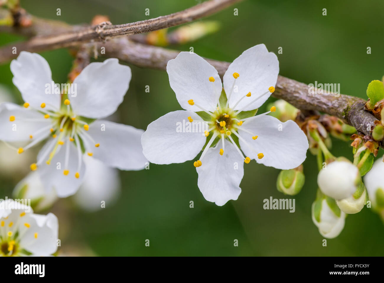 Blossoming tree spring with very shallow focus background or backdrop ...