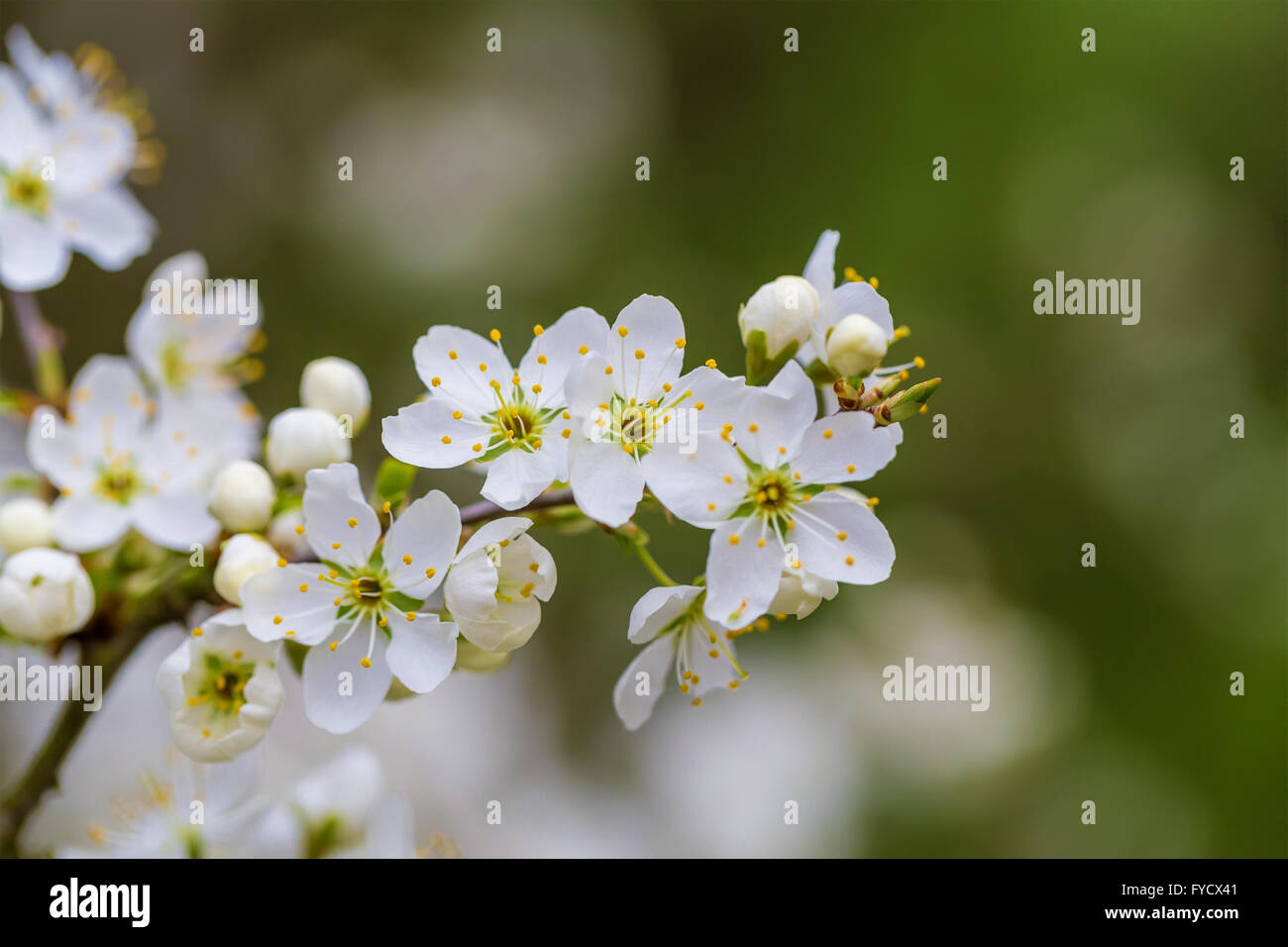Blossoming tree spring with very shallow focus background or backdrop ...
