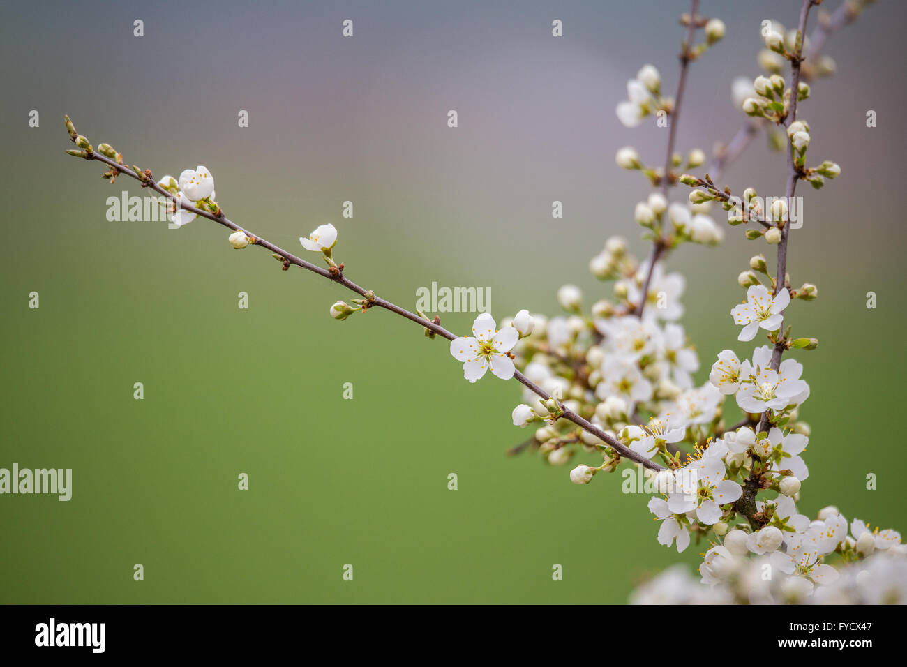 Blossoming tree spring with very shallow focus background or backdrop ...