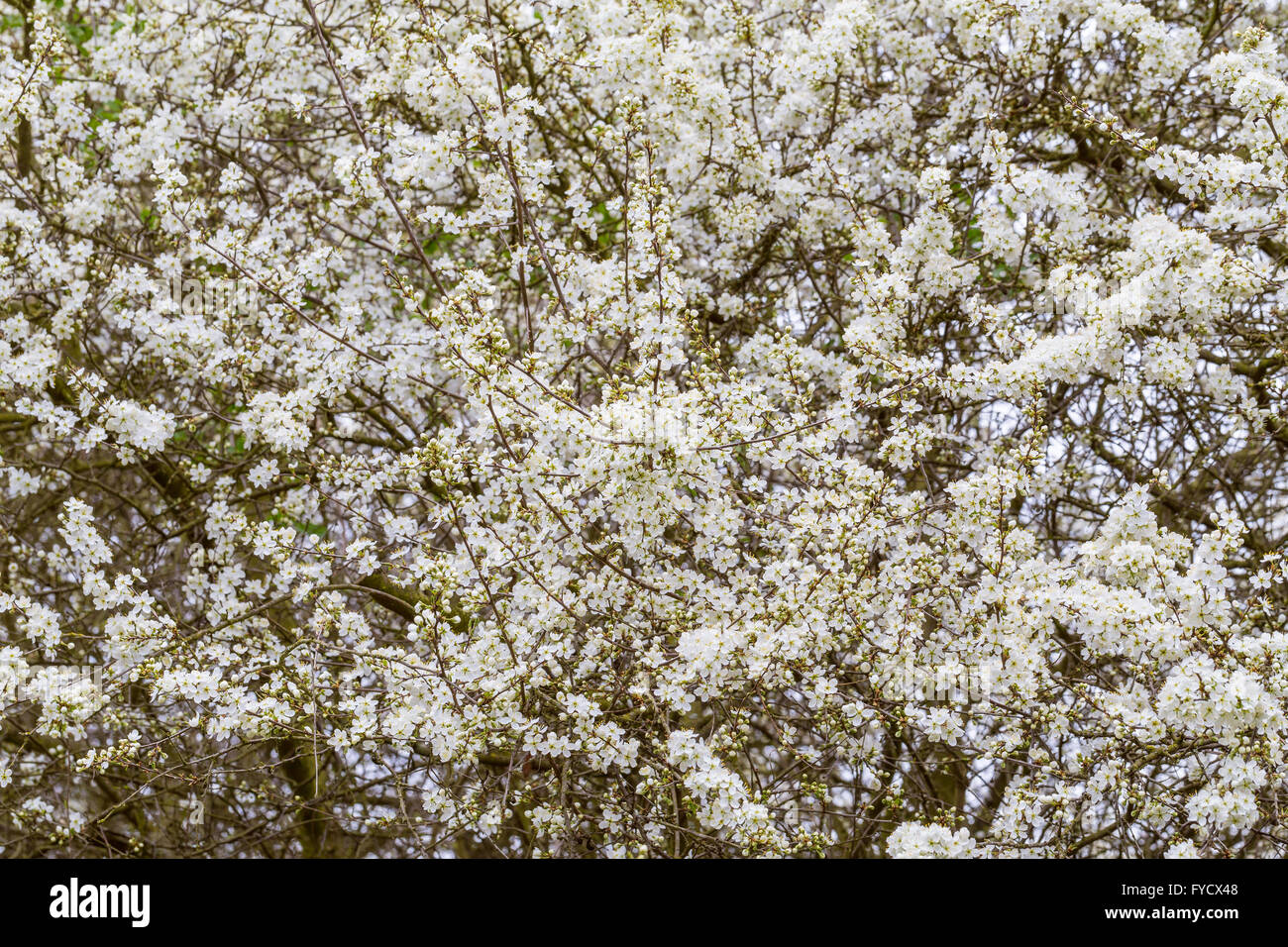 Blossoming tree spring with very shallow focus background or backdrop ...