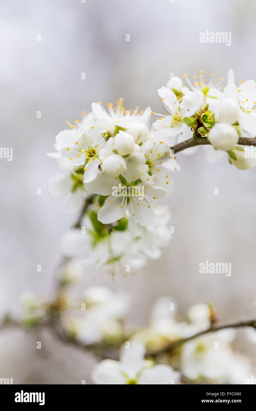Blossoming tree spring with very shallow focus background or backdrop ...