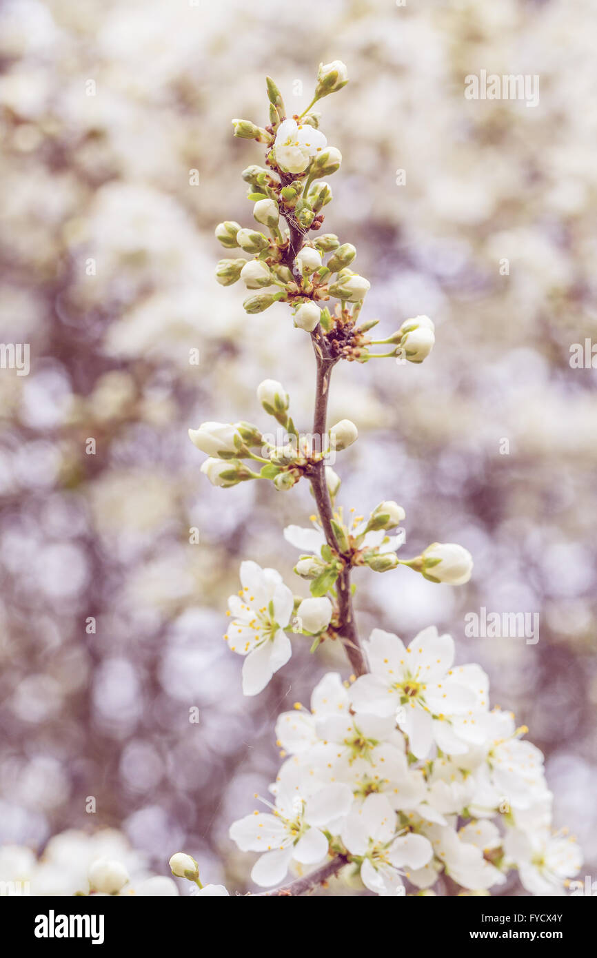 Blossoming tree spring with very shallow focus background or backdrop ...