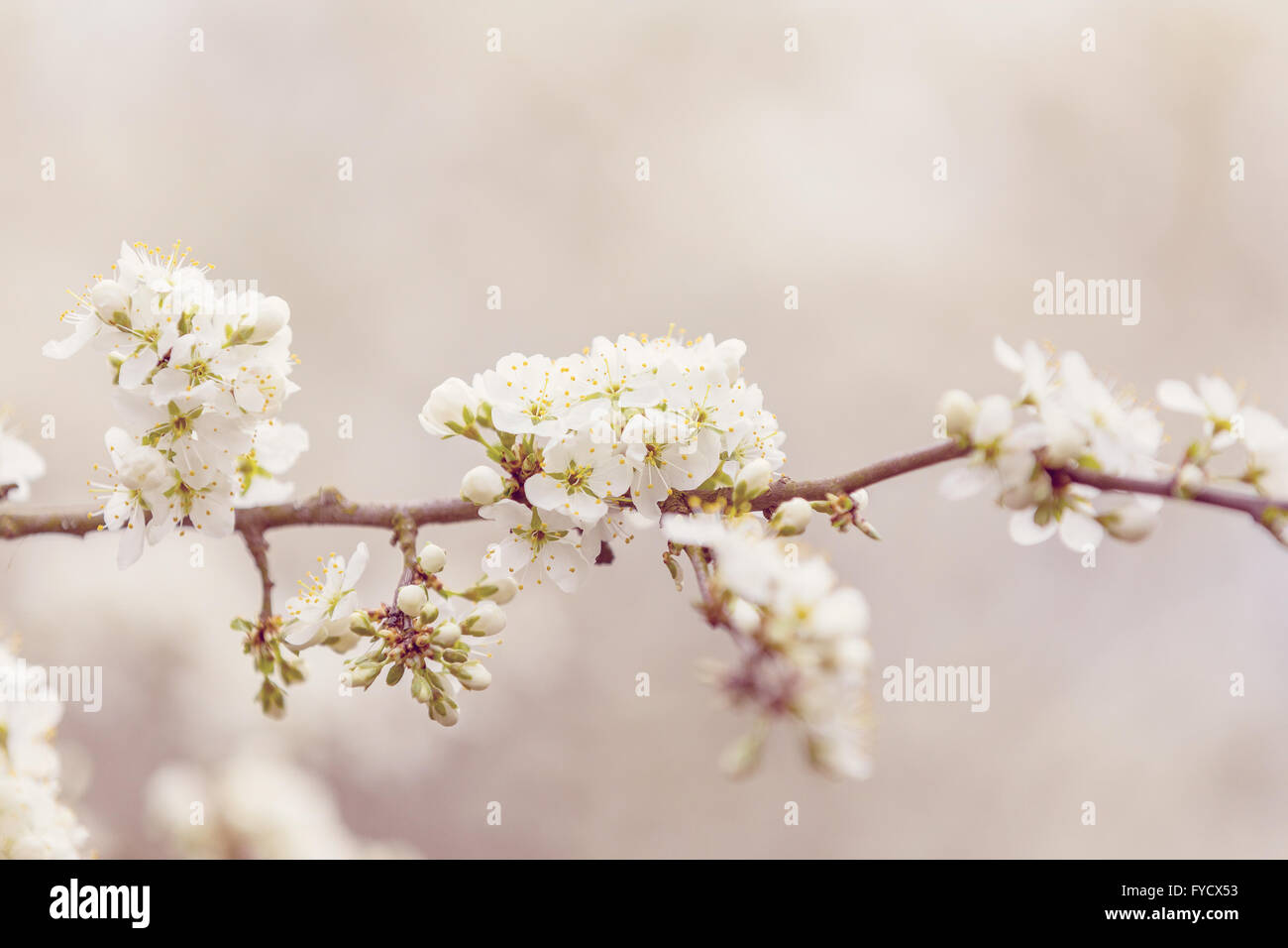 Blossoming tree spring with very shallow focus background or backdrop ...