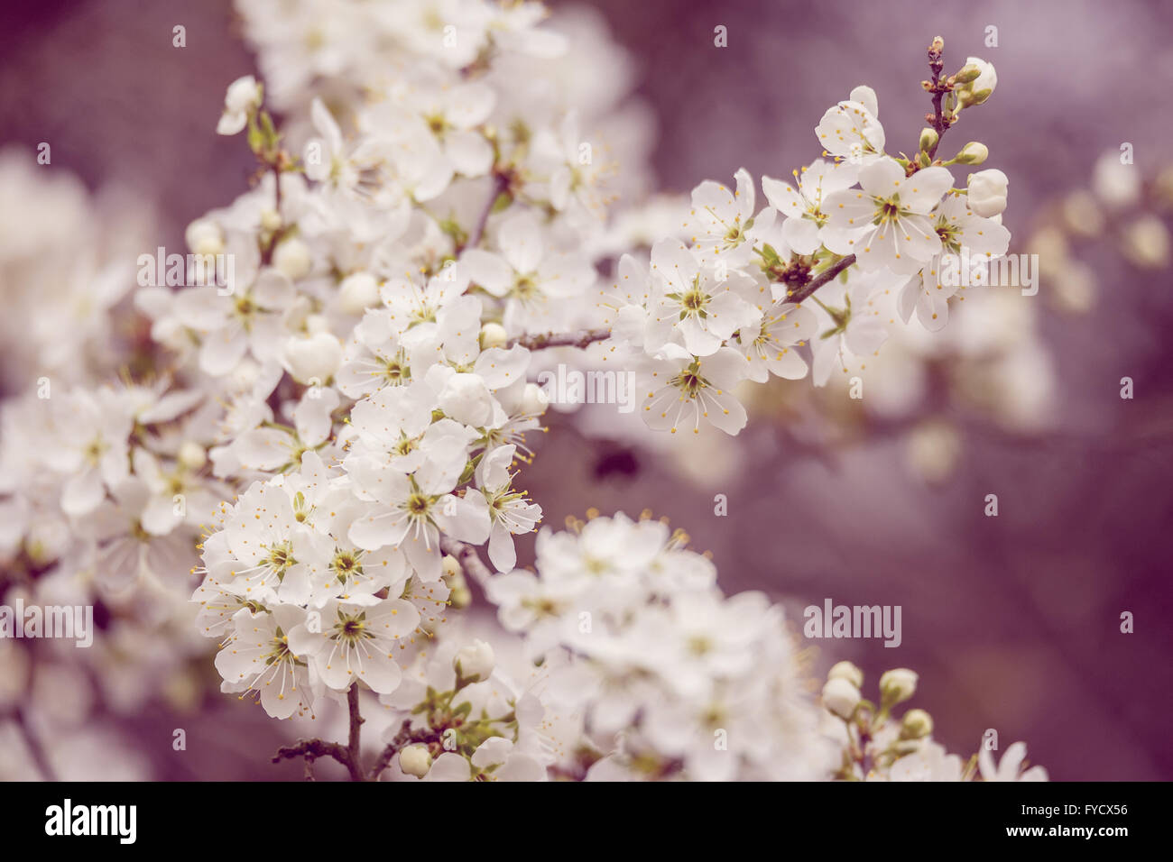 Blossoming tree spring with very shallow focus background or backdrop ...