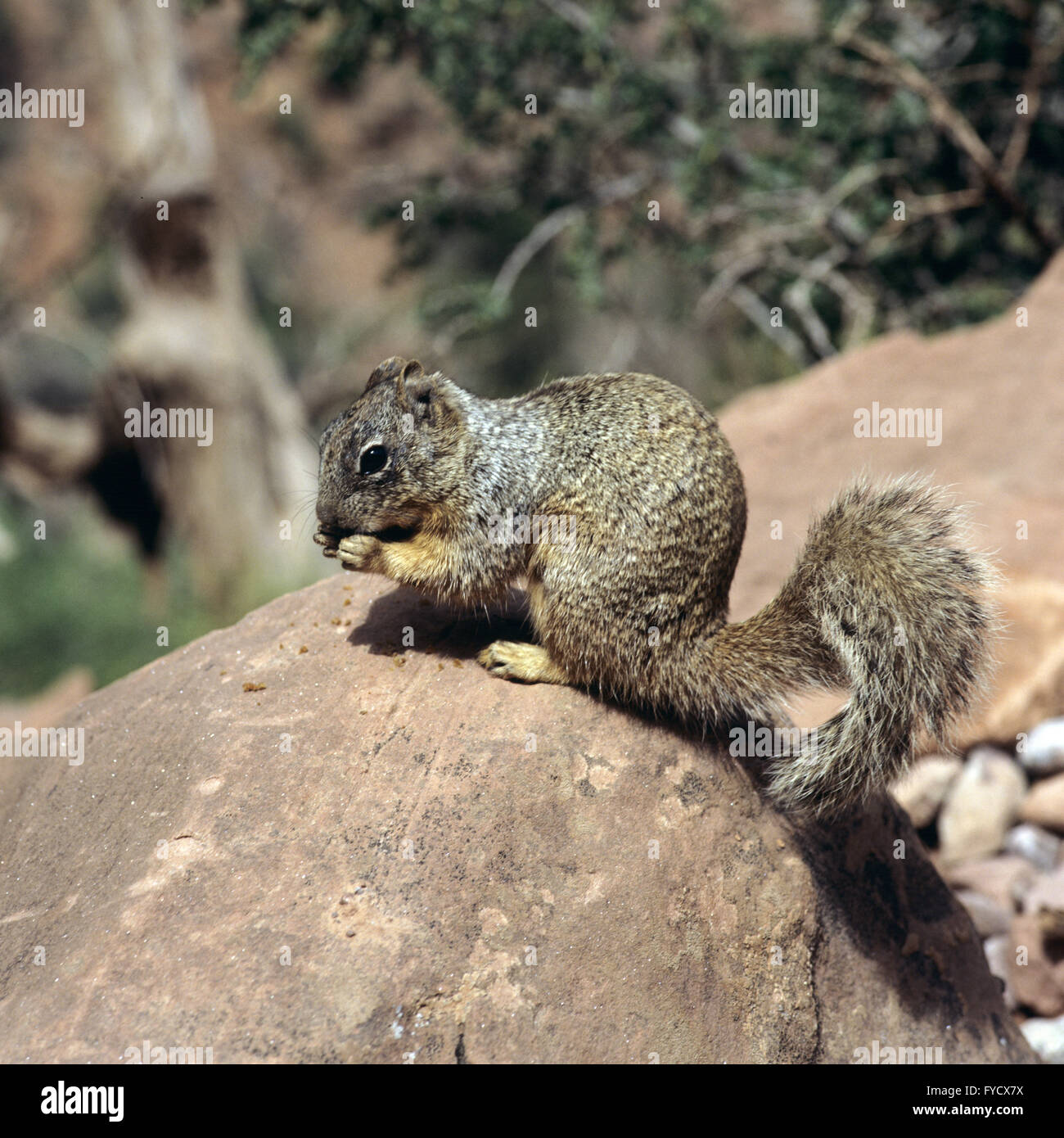 Grey squirrel picture hi-res stock photography and images - Alamy