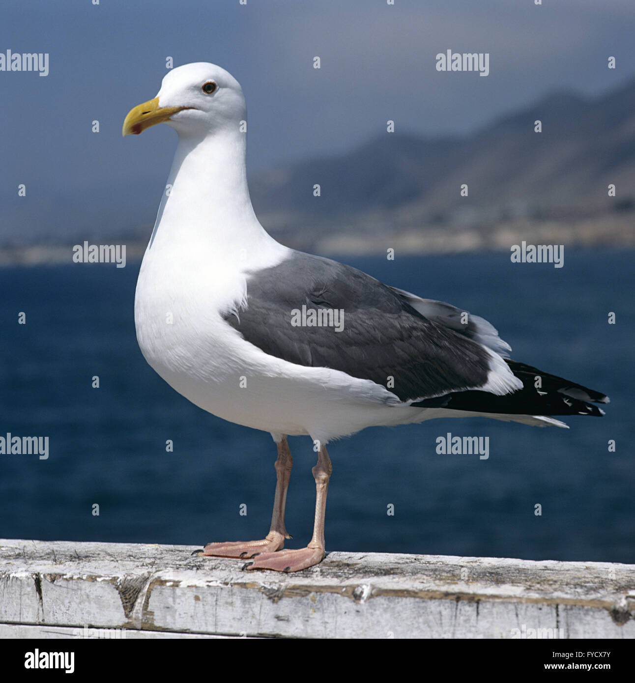 Picture of gull hi-res stock photography and images - Alamy