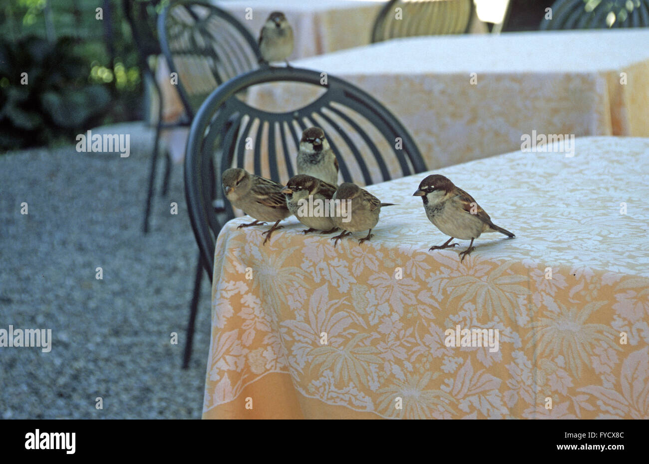 Five sparrows hi-res stock photography and images - Alamy