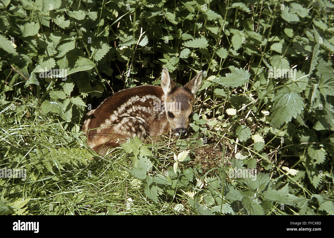 Natur co hi-res stock photography and images - Alamy