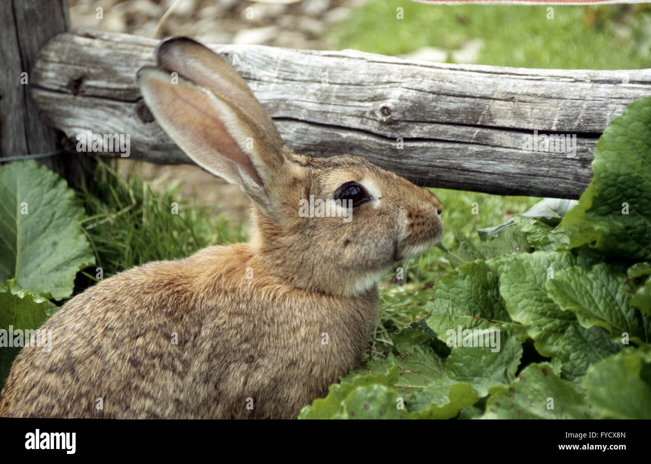 Bunny profile hi-res stock photography and images - Alamy