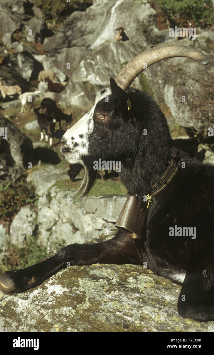 Ziege profil hi-res stock photography and images - Alamy