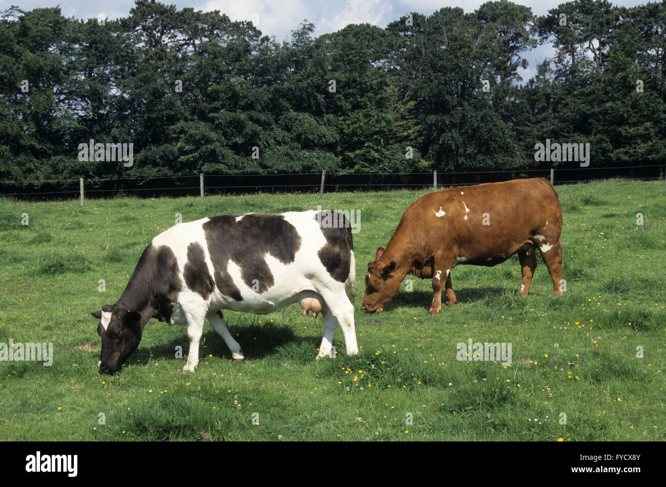 Browsing cows hi-res stock photography and images - Alamy