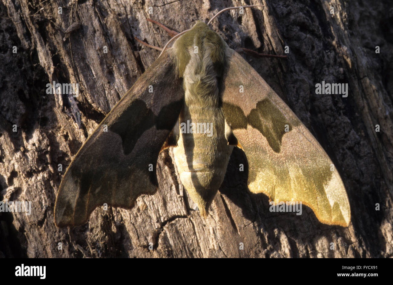 Lime hawk moth Stock Photo - Alamy