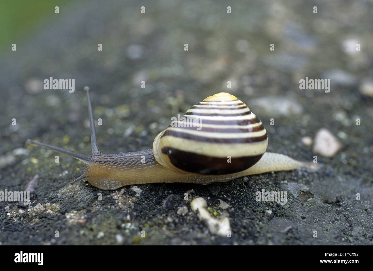 Snail with snail shell Stock Photo - Alamy