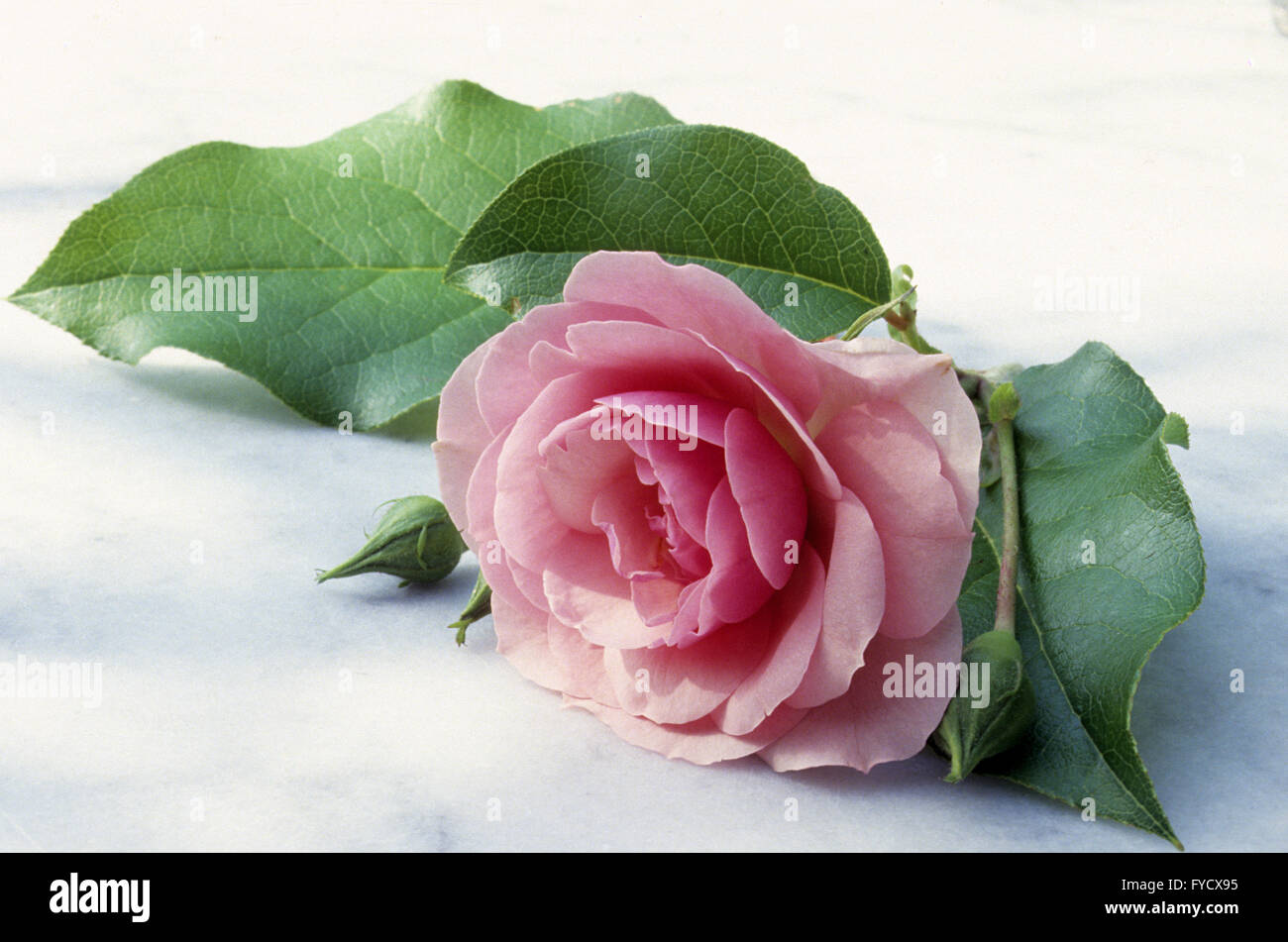 Full blown rose hi-res stock photography and images - Alamy