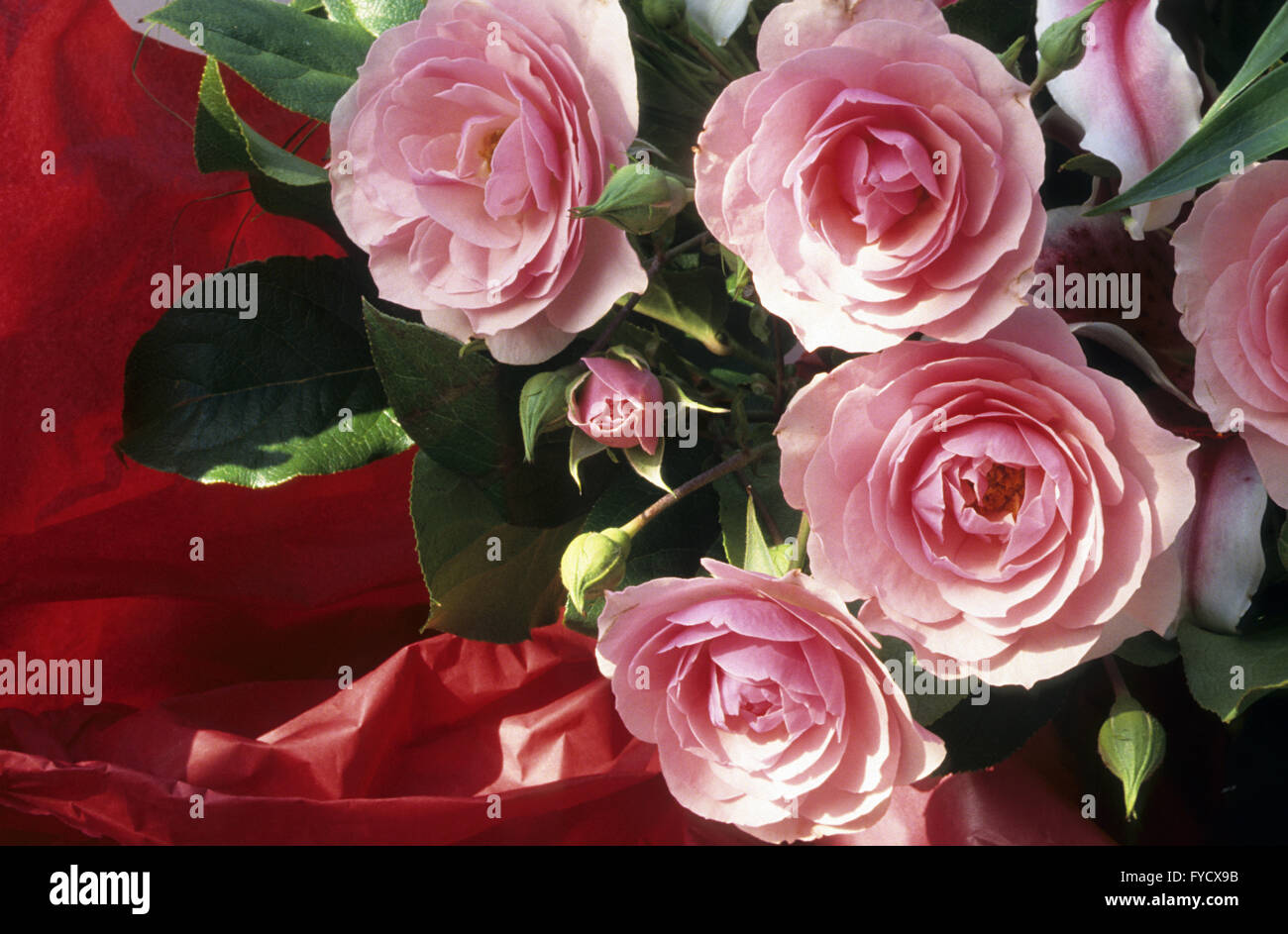 Rosenblu hi-res stock photography and images - Alamy