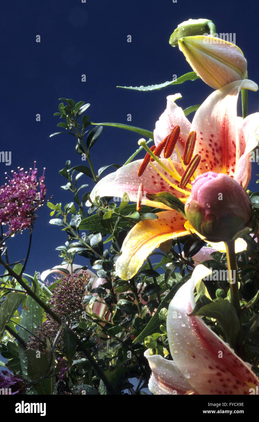 Flower Bouquet, detail Stock Photo - Alamy