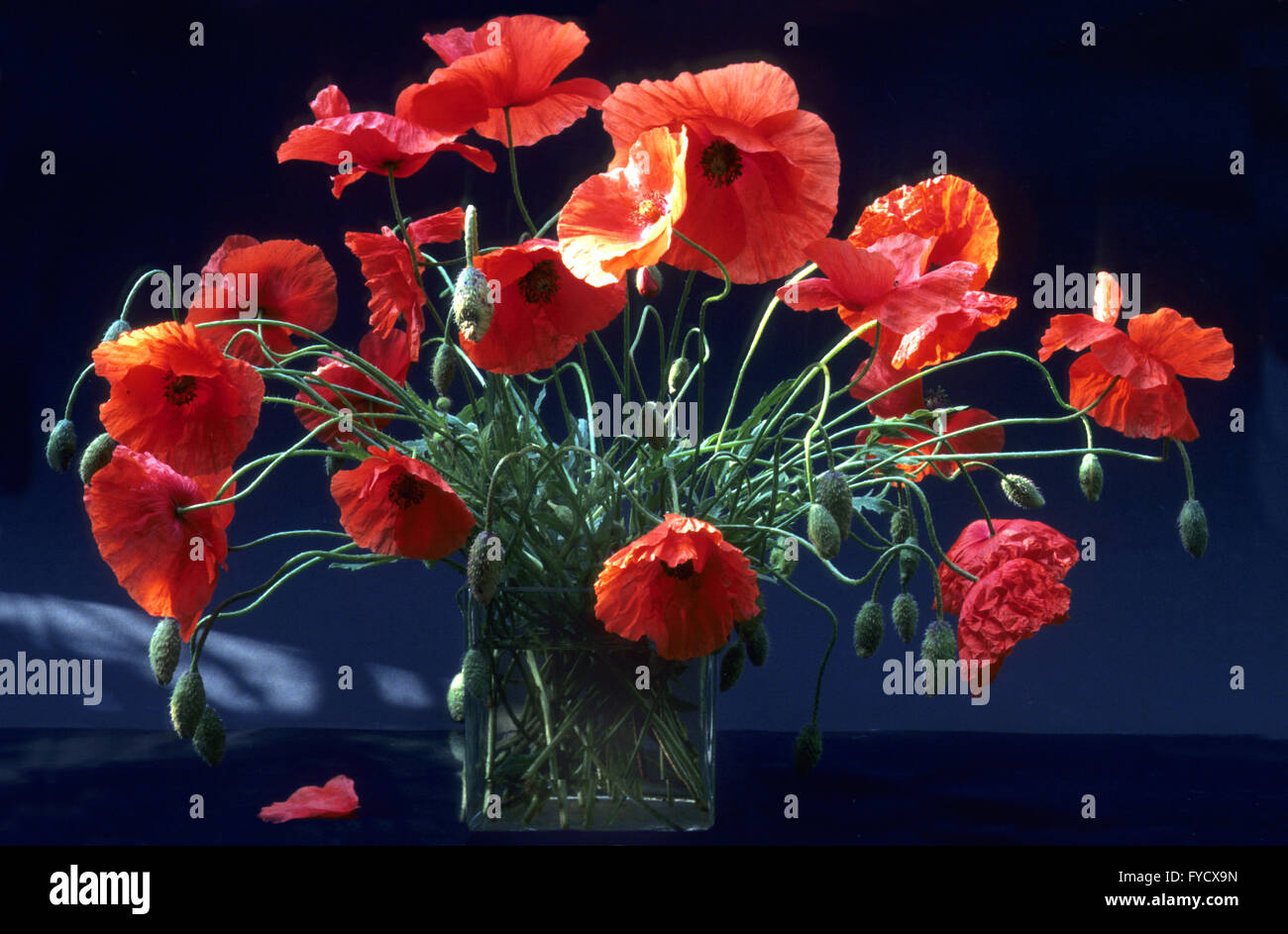 Bouquet with red poppies Stock Photo - Alamy