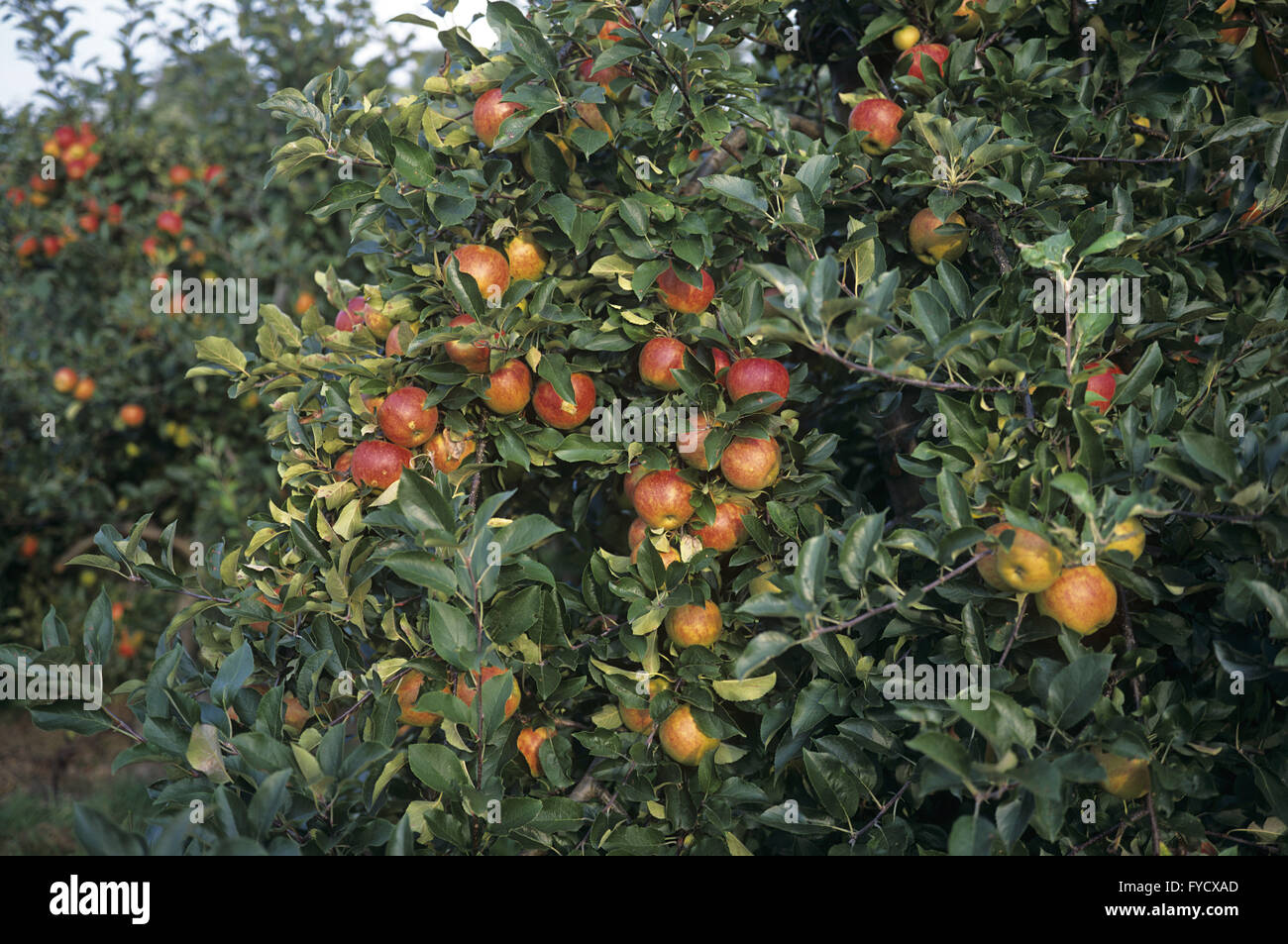 Apple tree with ripe apples Stock Photo - Alamy