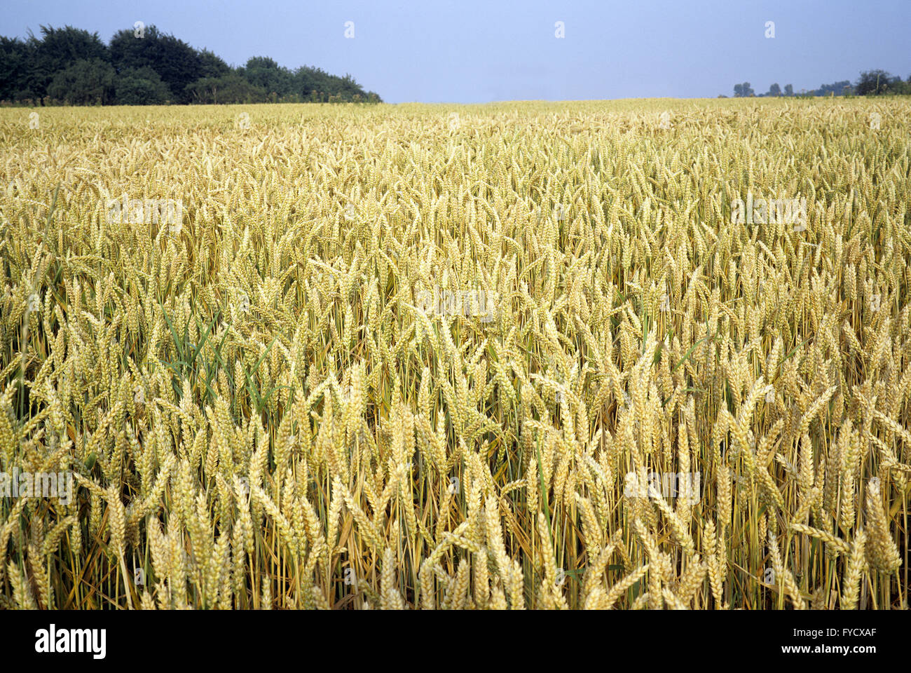 Horizontal photography of wheat field hi-res stock photography and ...