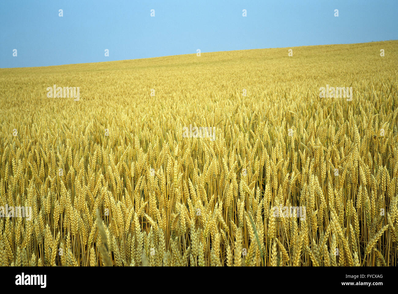 Grainfield hi-res stock photography and images - Alamy