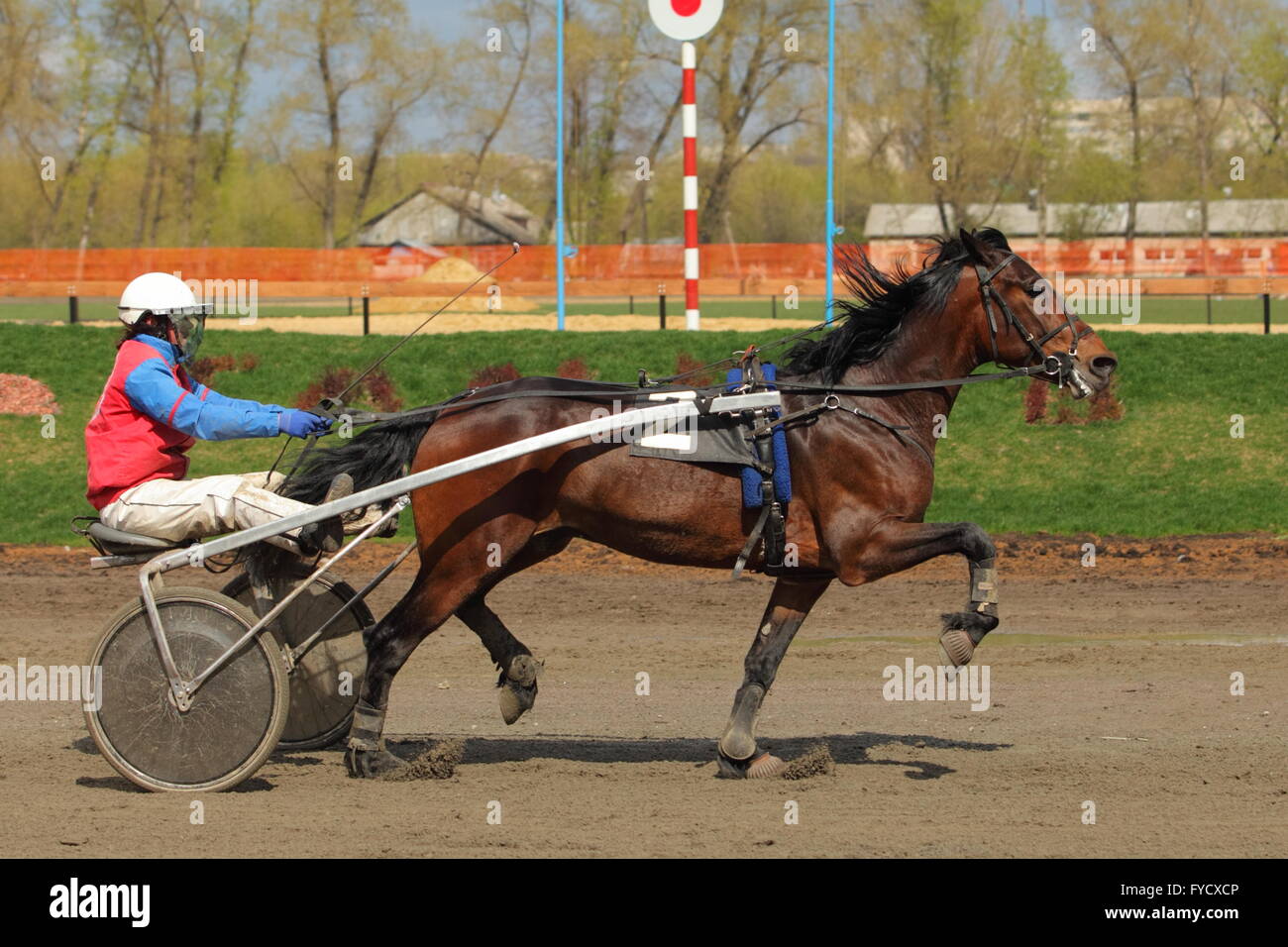 American standardbred horse hi-res stock photography and images - Alamy