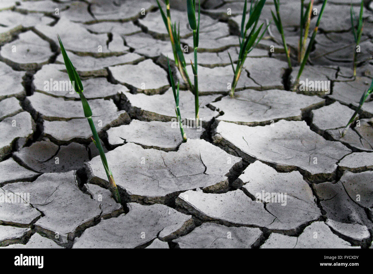 Cracks in ground hi-res stock photography and images - Alamy