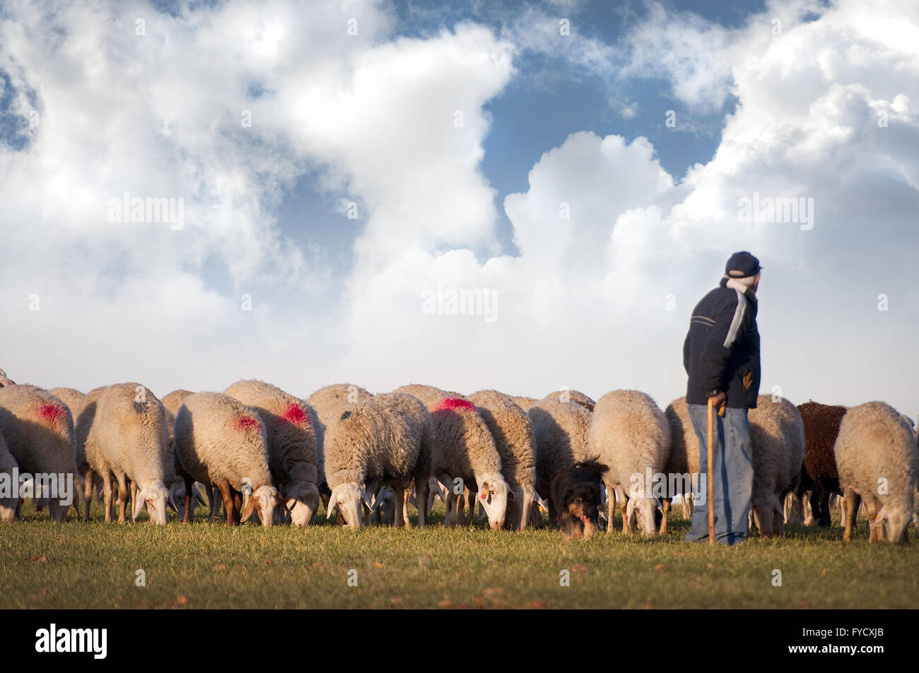 Shepherd and his sheeps hi-res stock photography and images - Alamy