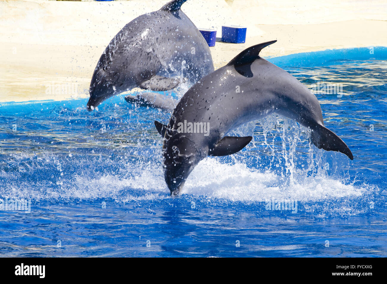 dolphin jump out of the water in sea Stock Photo - Alamy