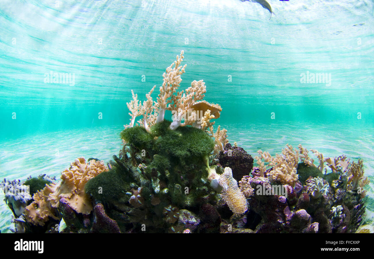 Healthy coral reef Stock Photo - Alamy