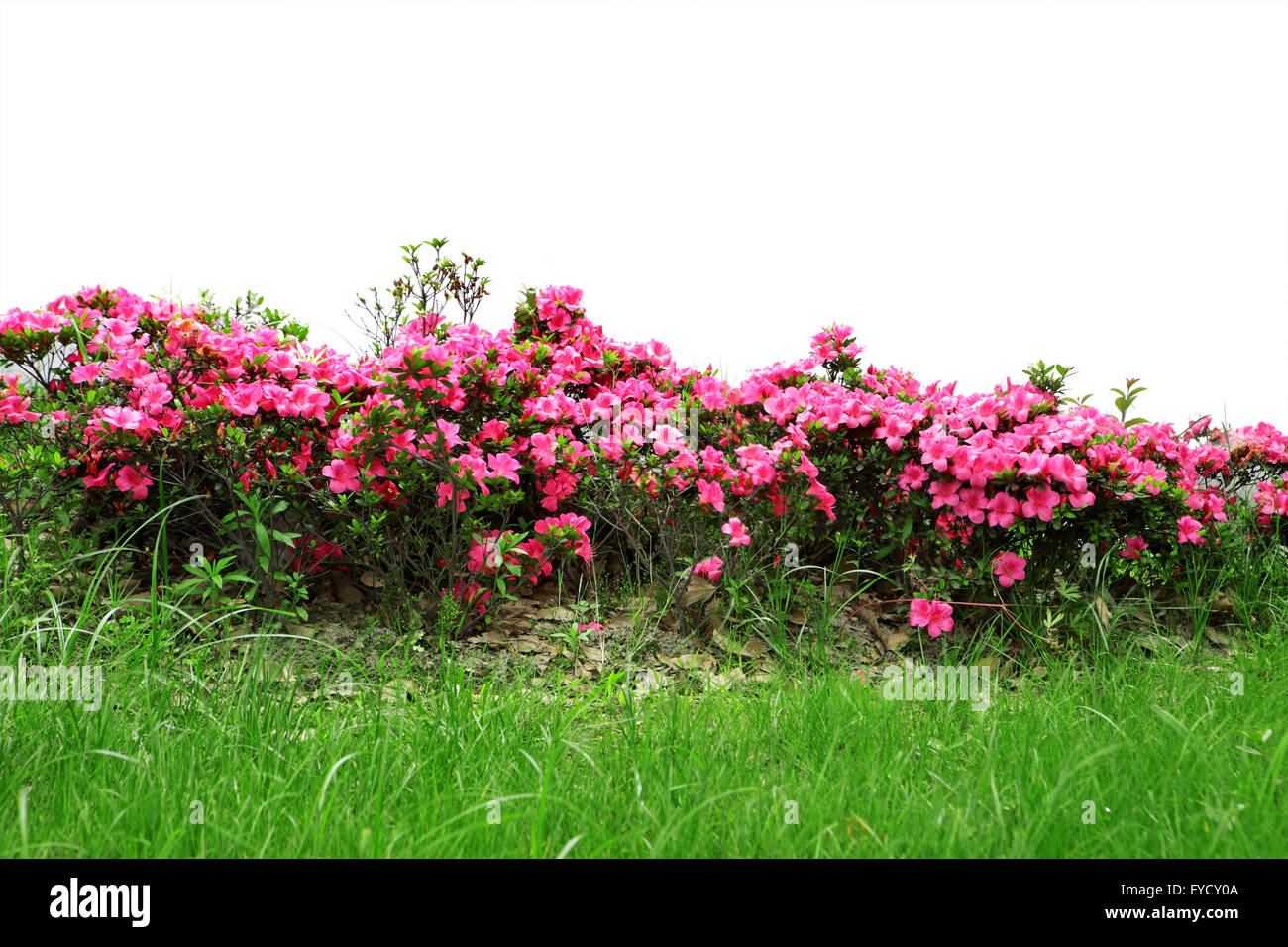 Pink flowers and grass Stock Photo - Alamy