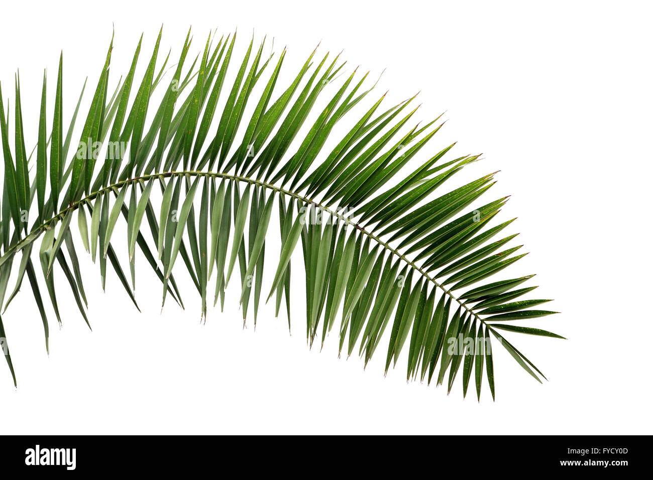 Palm Tree Fronds Growth High Resolution Stock Photography and Images ...