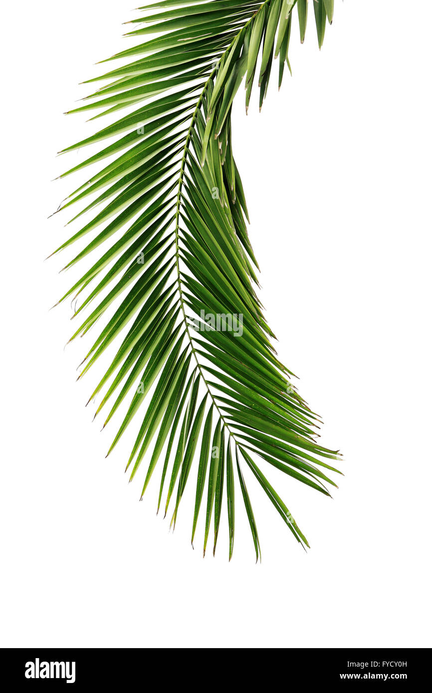 Palm Tree Fronds Growth High Resolution Stock Photography and Images ...