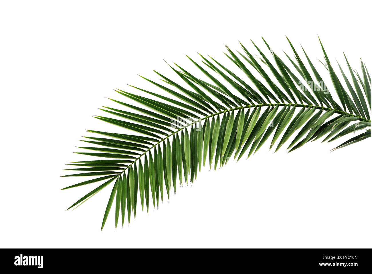 Palm Tree Fronds Growth High Resolution Stock Photography and Images ...