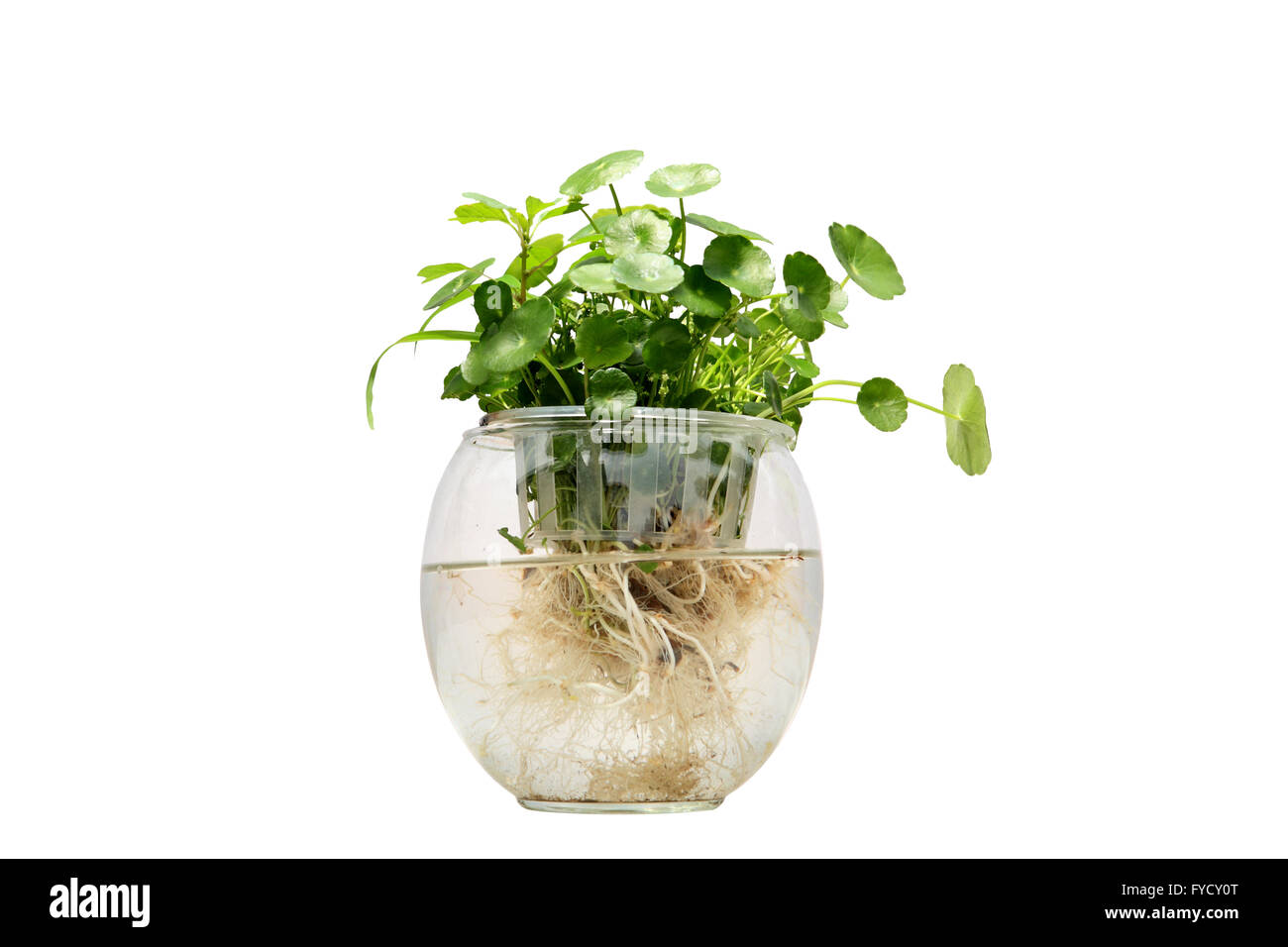 Glass shrubs Cut Out Stock Images & Pictures - Alamy