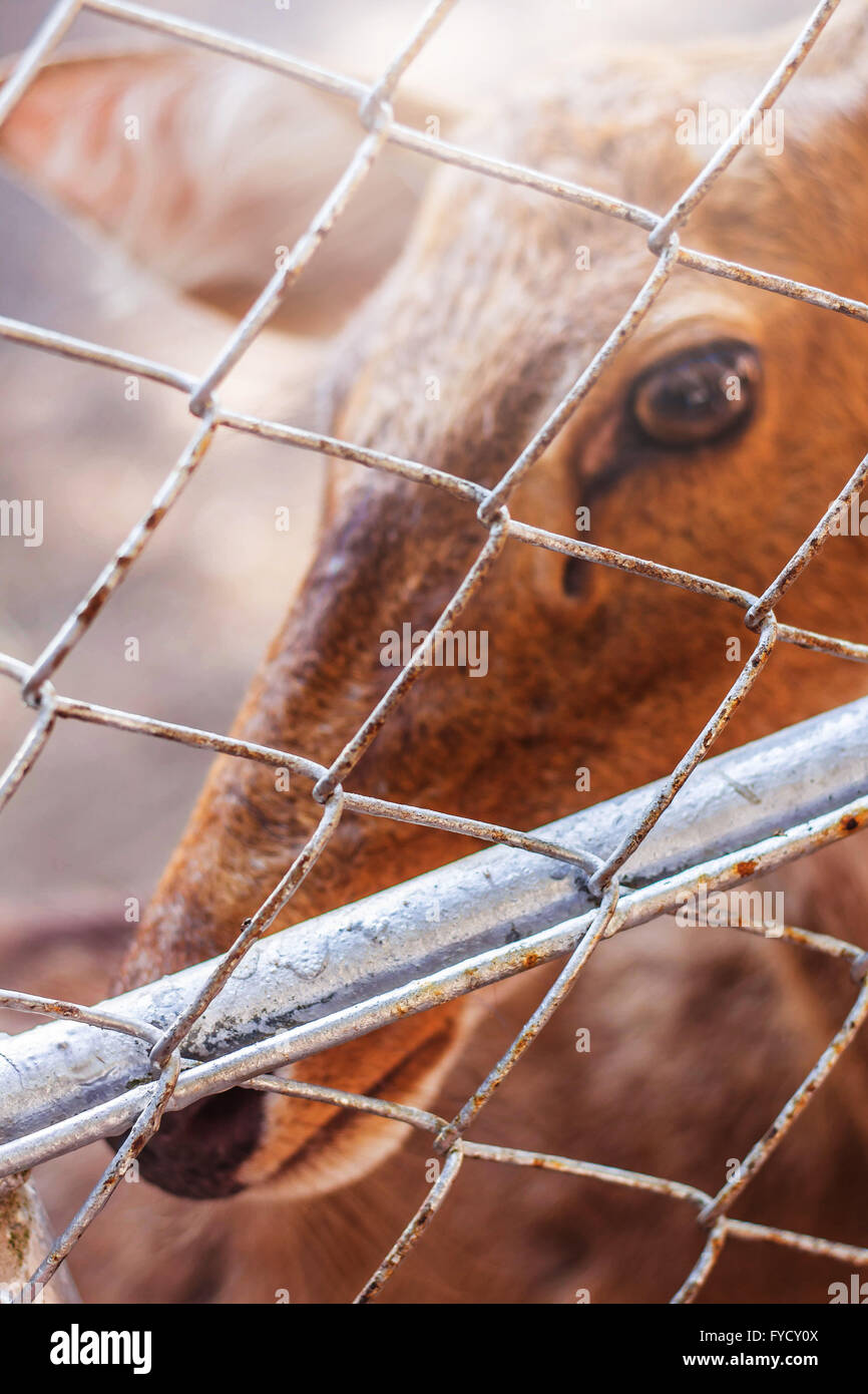 Deer inside a steel cage Stock Photo - Alamy