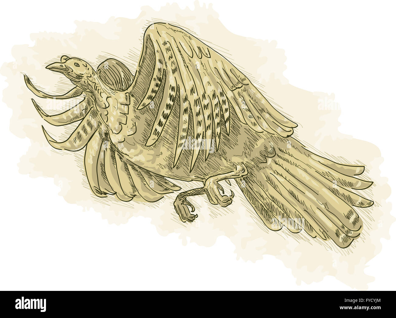 Wild turkey flying Stock Photo - Alamy