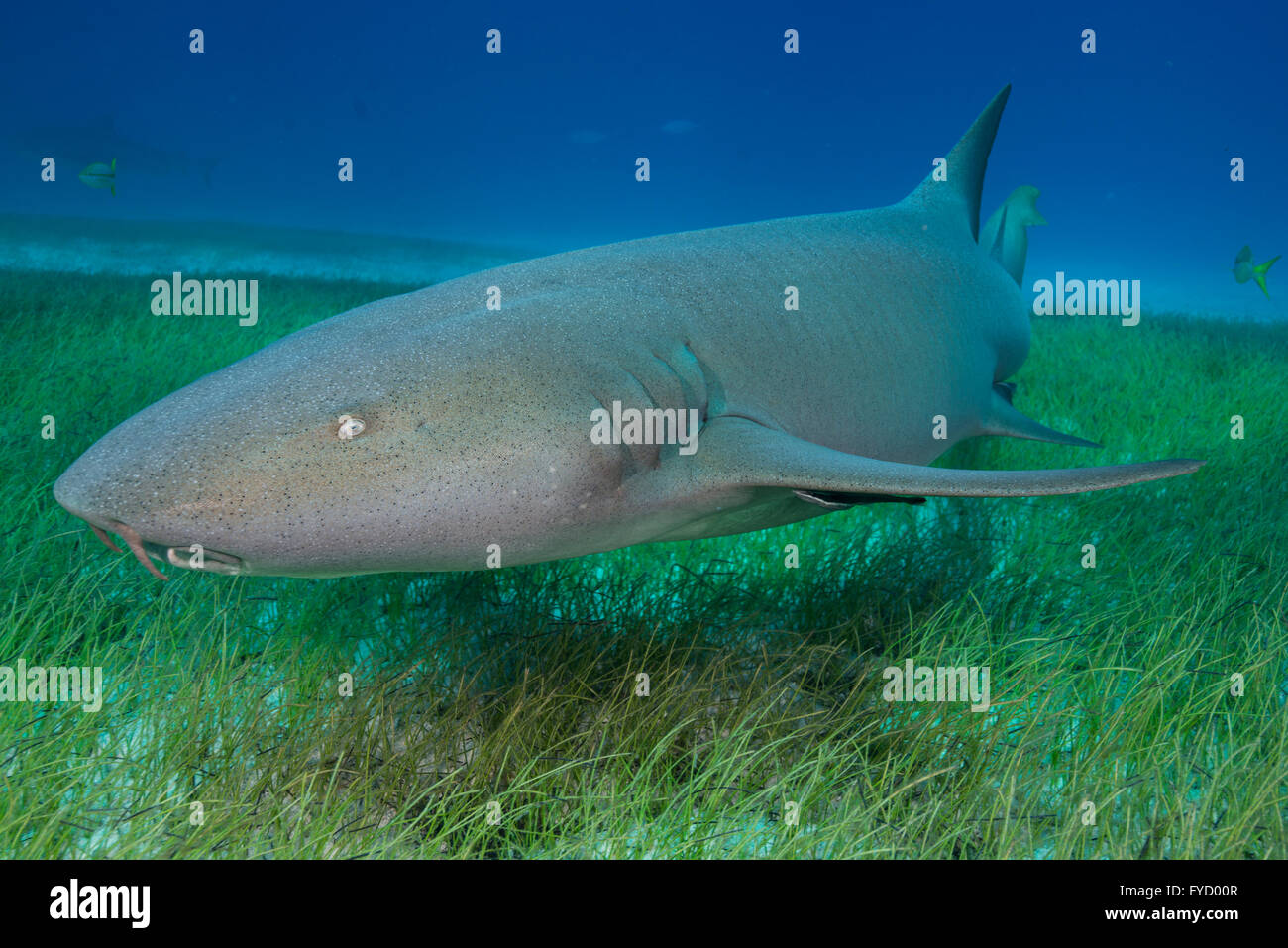 Blue nurse shark hi-res stock photography and images - Alamy